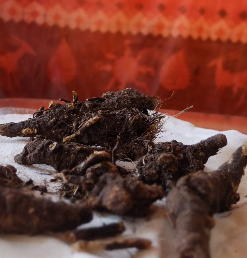 Bear Root Botanicals - WHOLISTIC HEALTH & CONSCIOUSNESS